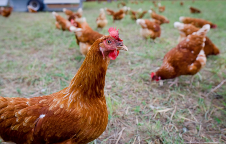 Keeping Chickens as Pets in Residential Areas - Jim's Mowing Australia