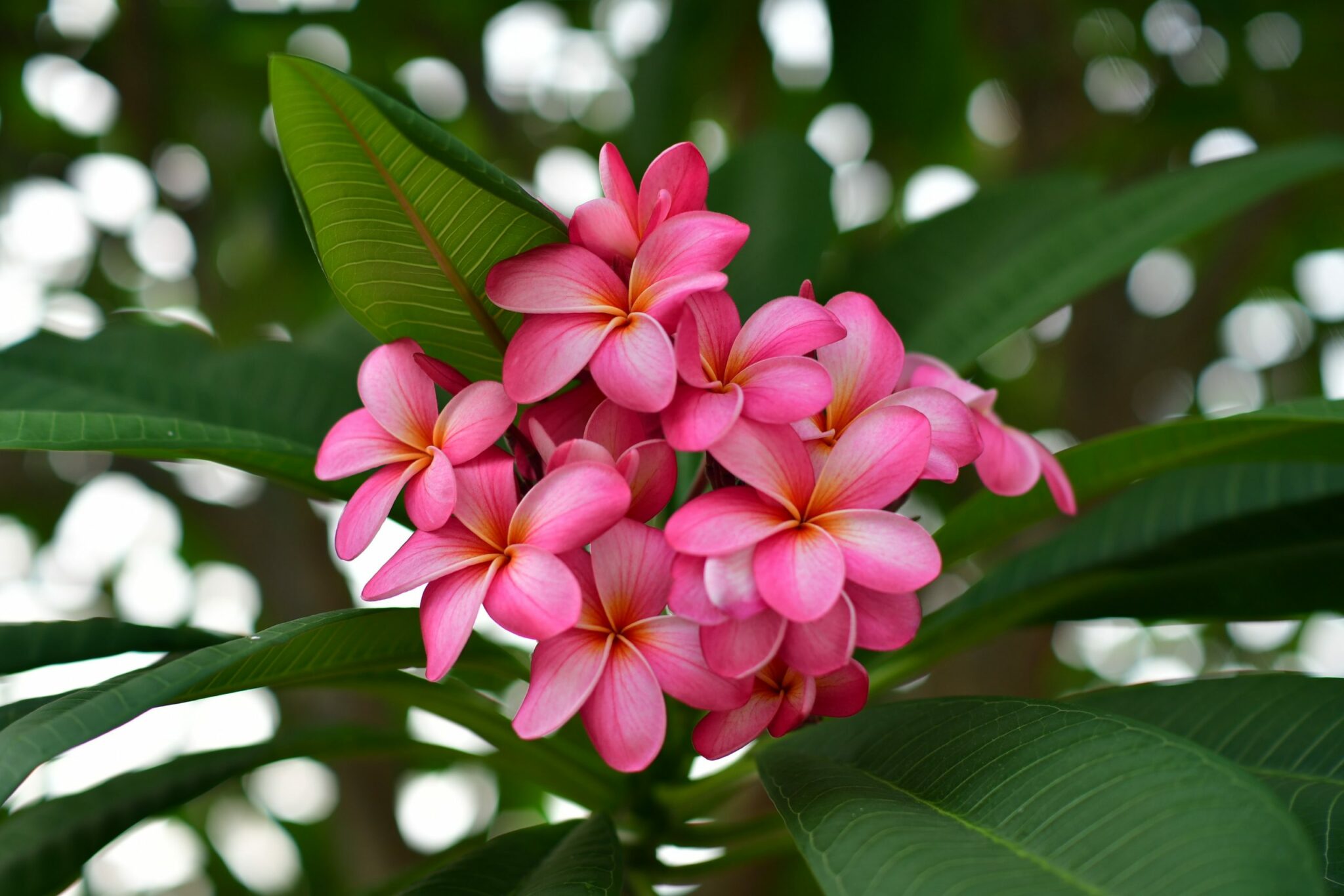 How to Take a Frangipani Cutting - Jim's Mowing Australia
