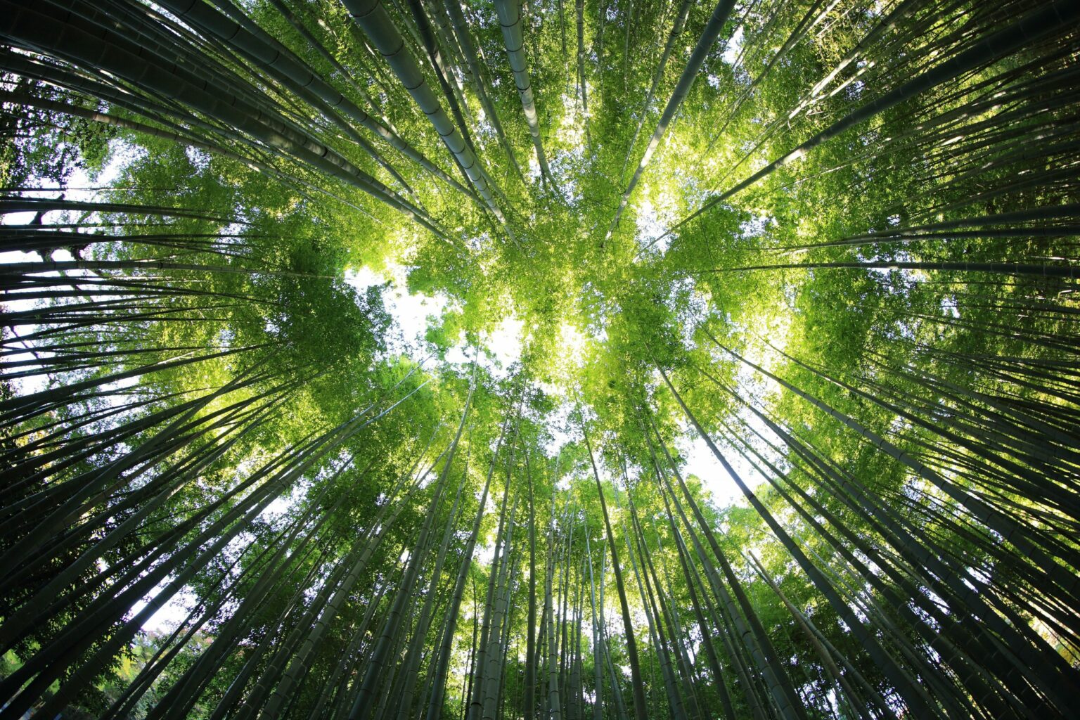 Types of Clumping Bamboo - Jim's Mowing Australia
