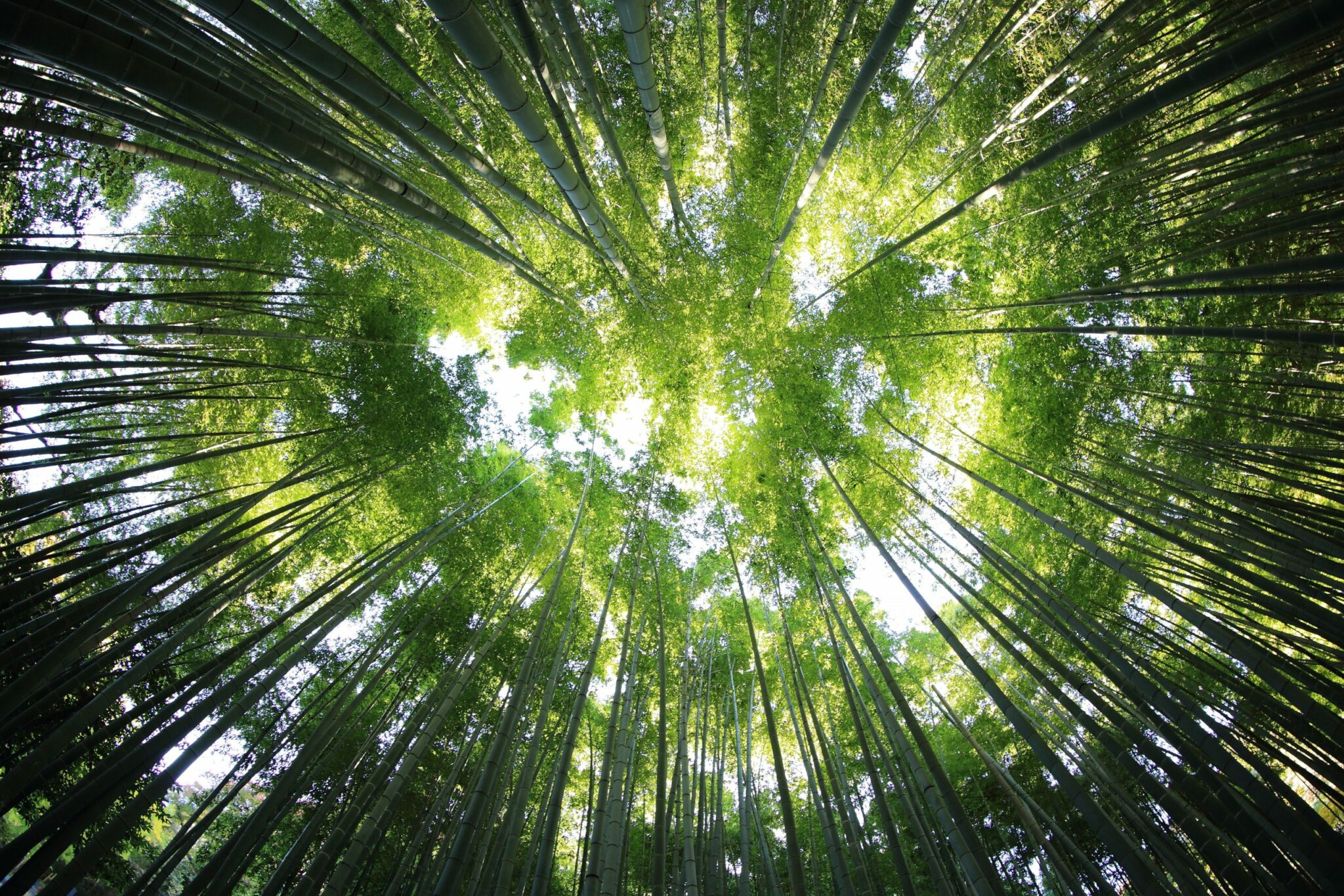Types of Clumping Bamboo - Jim's Mowing Australia