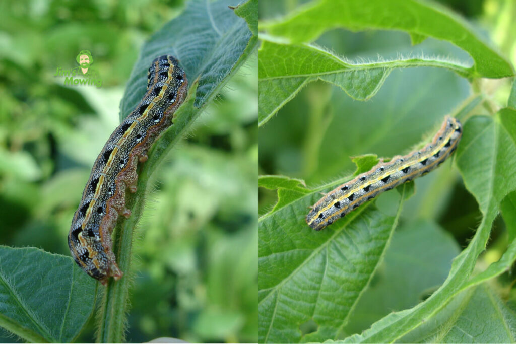 How to Get Rid of Rampant Armyworms in your Lawn - Jim's Mowing