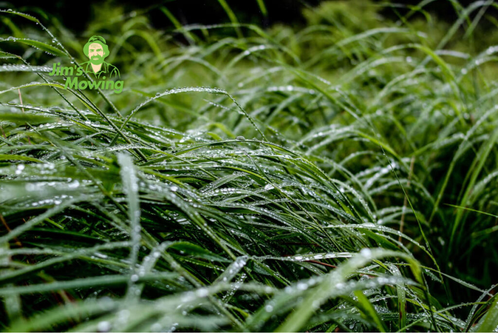 Ask The Experts: Can You Mow Wet Grass? - Jim's Mowing