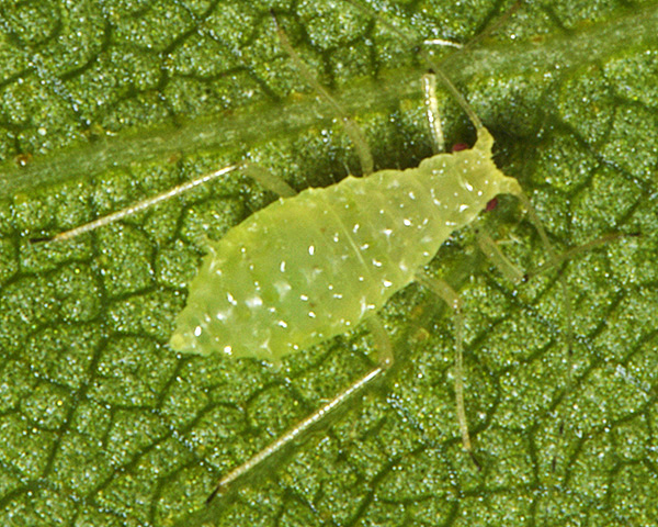 The Scourge Of Aphids And How To Manage Them - Jim's Mowing Australia