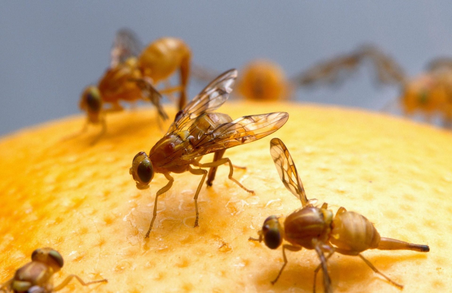 How To Combat Fruit Fly - Jim's Mowing Australia