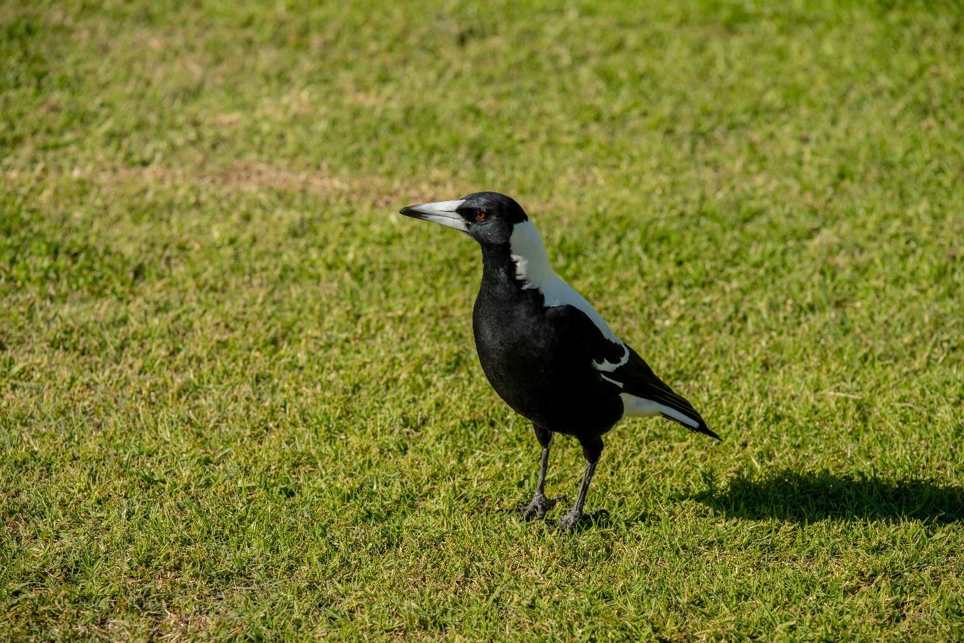 Jim's Mowing - What do Magpies eat?