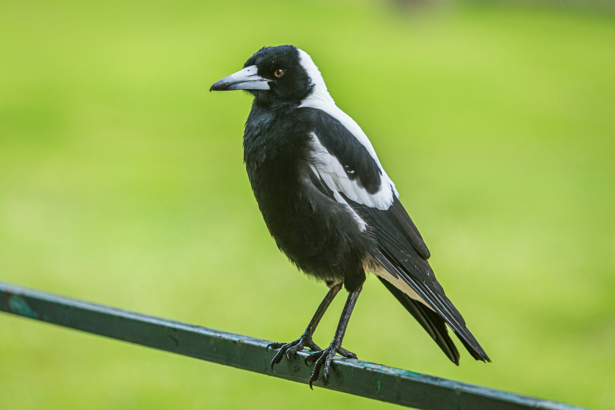 Jim's Mowing - What do Magpies eat?