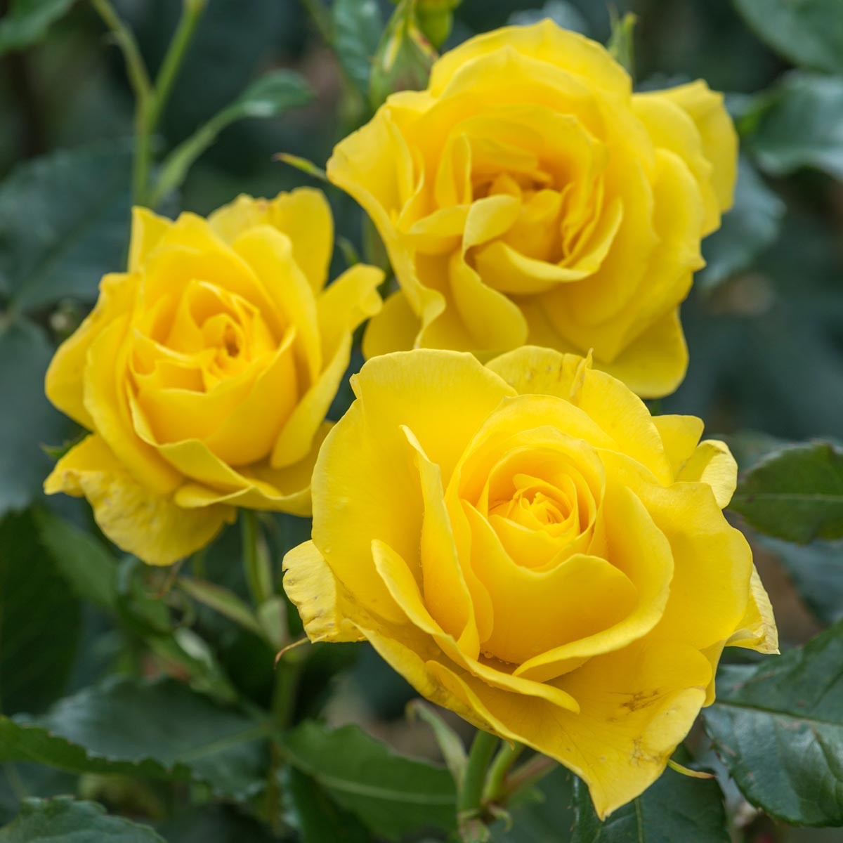 Australia's 6 Most Popular Roses - Jim's Mowing Australia