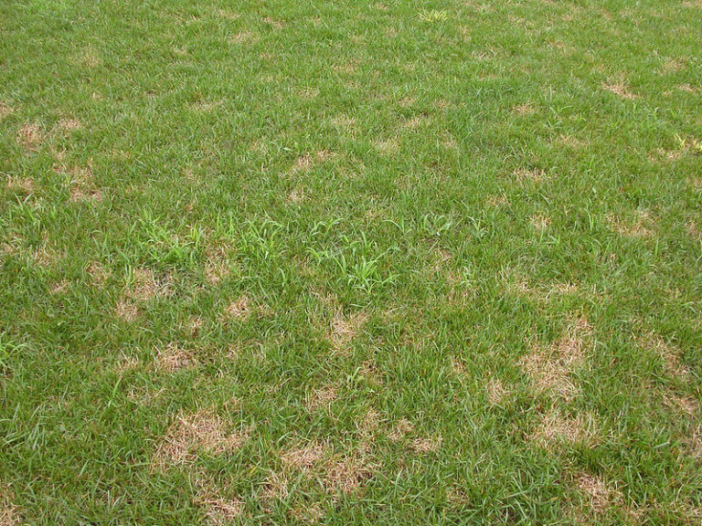 How to Fix Dead Patches in Lawn: Expert Lawn Patch Repair Services ...